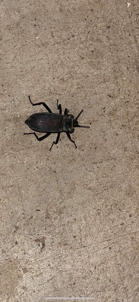 Red-backed Darkling Beetle from Odessa, TX, US on October 23, 2022 at ...