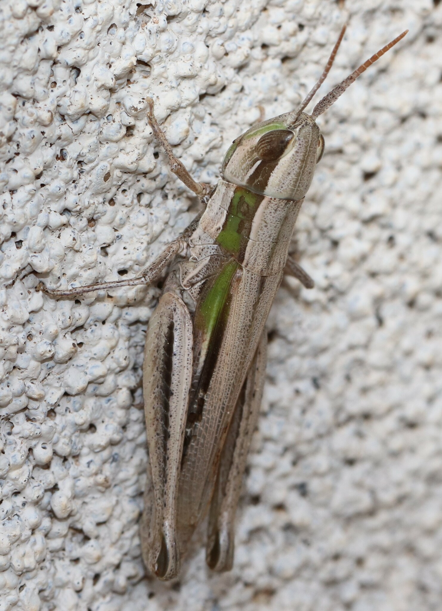 Opeia obscura (Thomas, 1872)