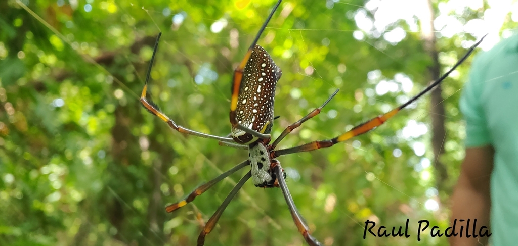 Golden Silk Spider from H79C+G2P, La Descubierta, Dominican Republic on ...
