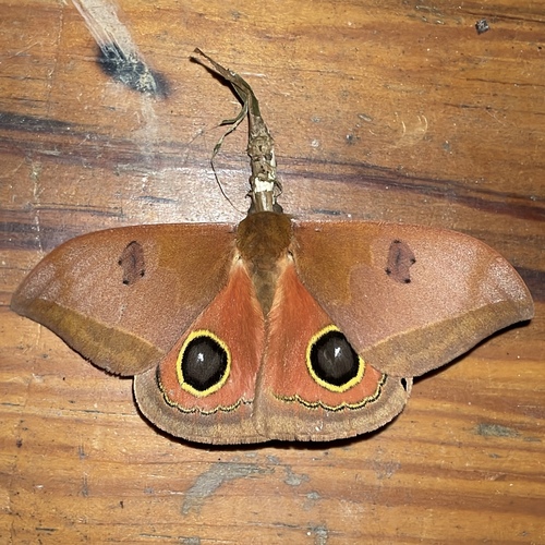Automeris midea · iNaturalist Ecuador
