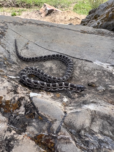 Hardy's Hook-nosed Snake (Ficimia hardyi) - Snakes and Lizards