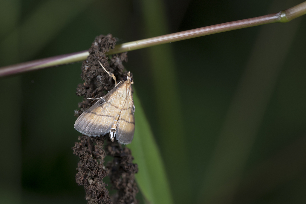 Rice Leaf-roller from 台灣南投縣相思台 on October 21, 2022 at 10:34 PM by ...