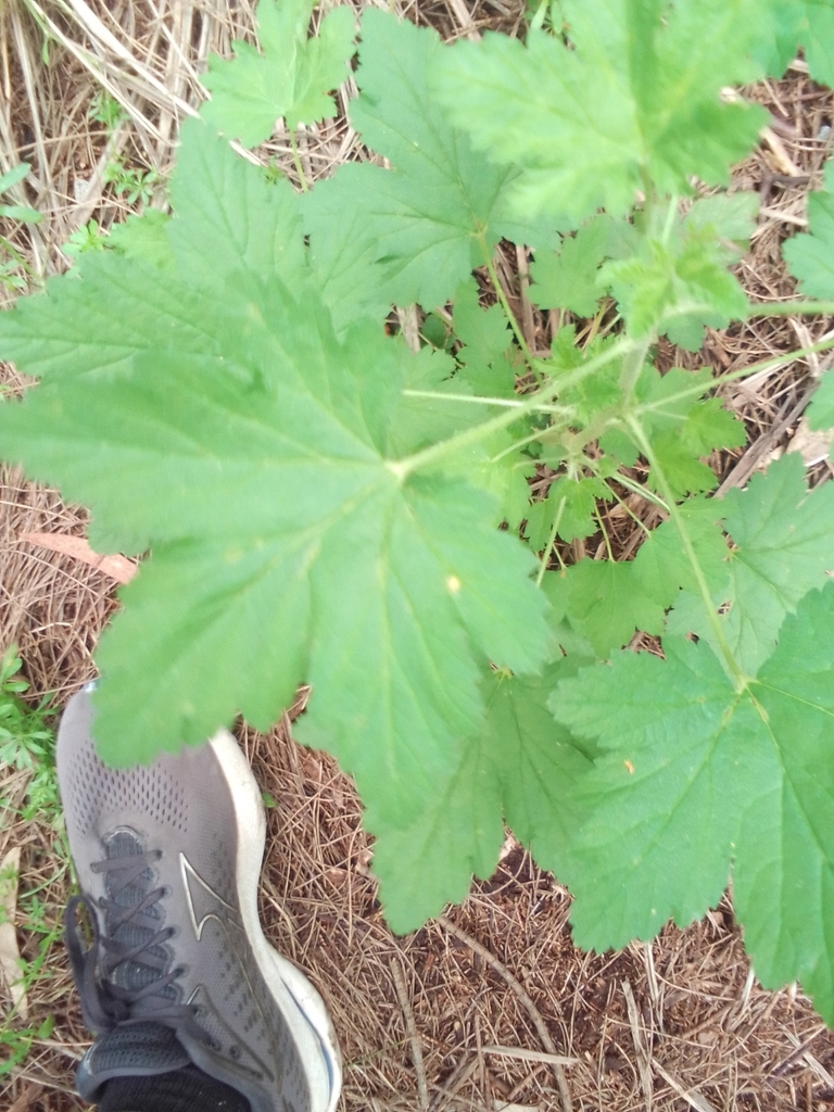 currants and gooseberries from Sandy Bay TAS 7005, Australia on October ...
