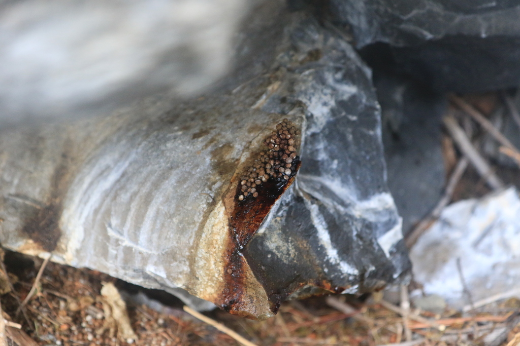 American Pika from Lane County, OR, USA on October 23, 2022 at 01:02 PM ...