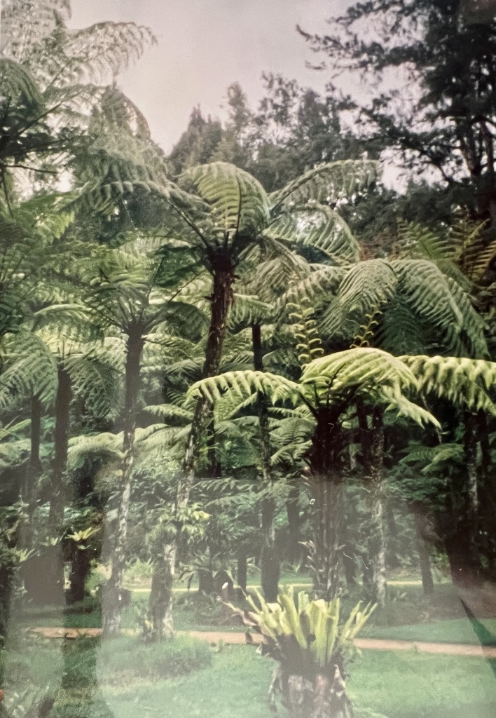 scaly tree ferns from Ubud, Gianyar Regency, Bali, Indonesia on August ...