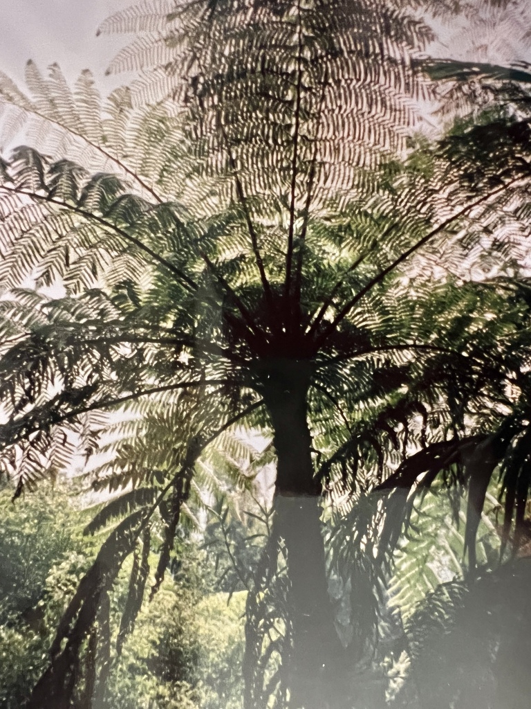scaly tree ferns from Ubud, Gianyar Regency, Bali, Indonesia on August ...