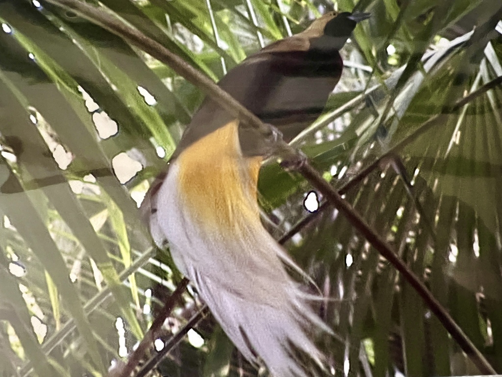 Lesser Bird-of-Paradise from Ubud, Bali, Indonesia on August 16, 2001 ...