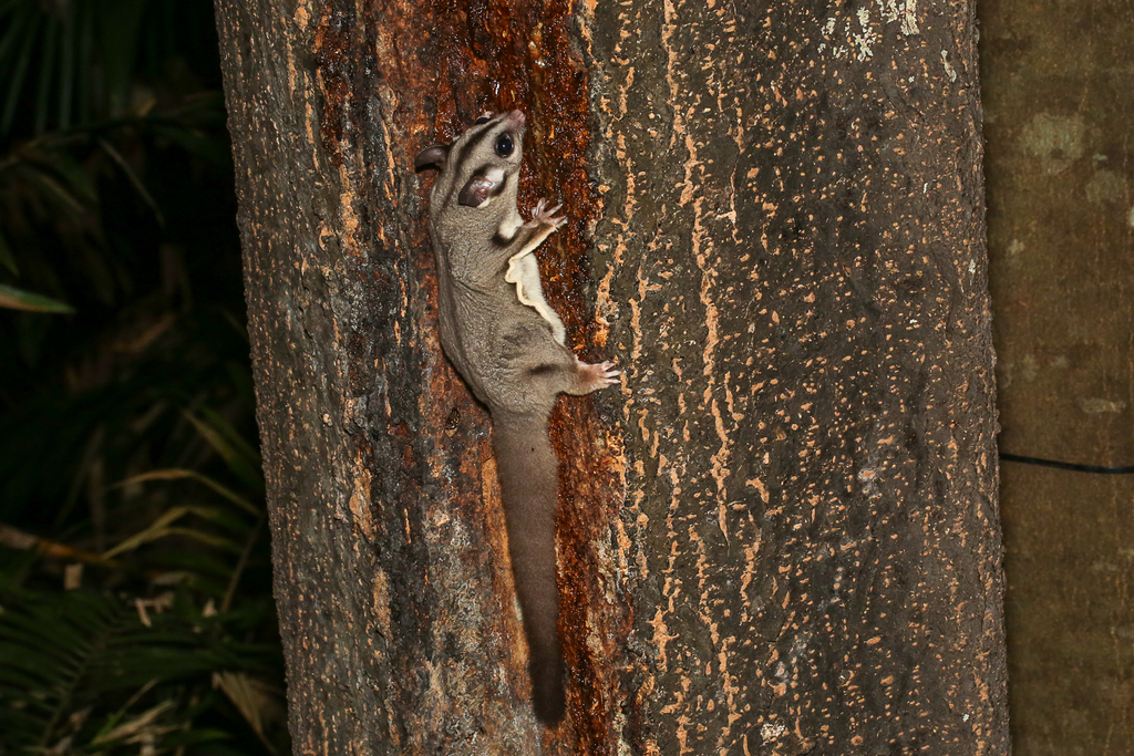 Sugar Glider from Chambers Wildlife Rainforest Lodges, Lake Eacham QLD ...
