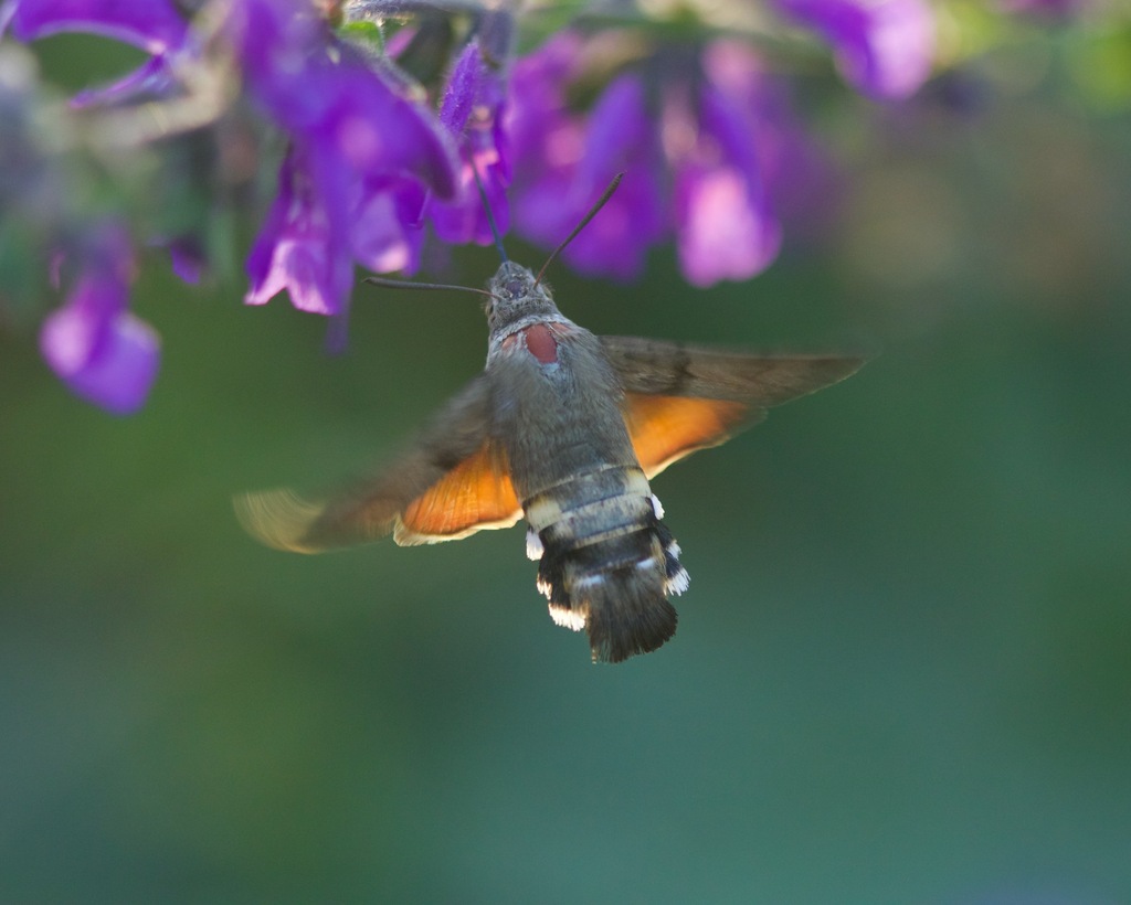 Eurasian Hummingbird Hawkmoth from Chaoyang, Beijing, China on October ...