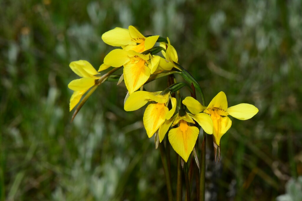Diuris basaltica in October 2022 by Michael Keogh · iNaturalist