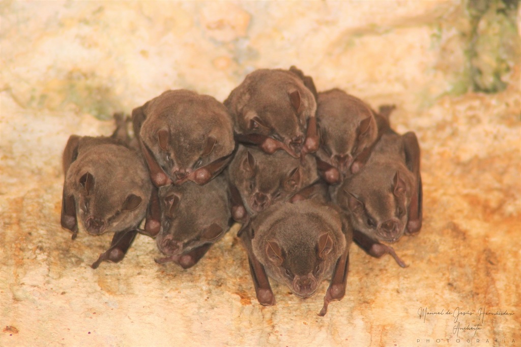 Jamaican Fruit-eating Bat from Palenque, Chis., México on August 28 ...