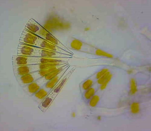 (Licmophora flabellata)