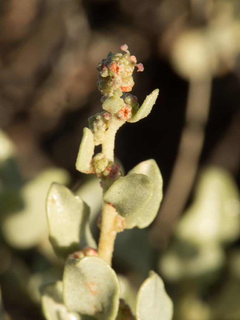 Saltbushes (Amaranthaceae (Amaranth) of the Pacific Northwest ...