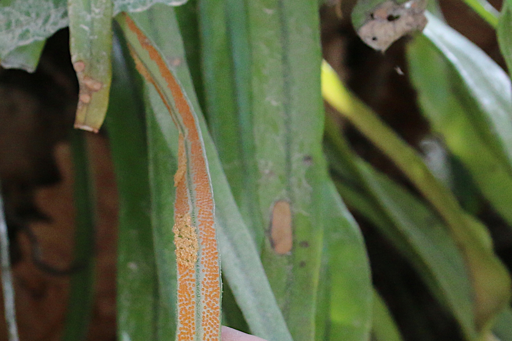 Long-leaved Pyrrosia from Newell Beach north, QLD 4873, Australia on ...