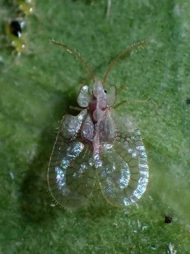 Dicysta neocaledonica · iNaturalist