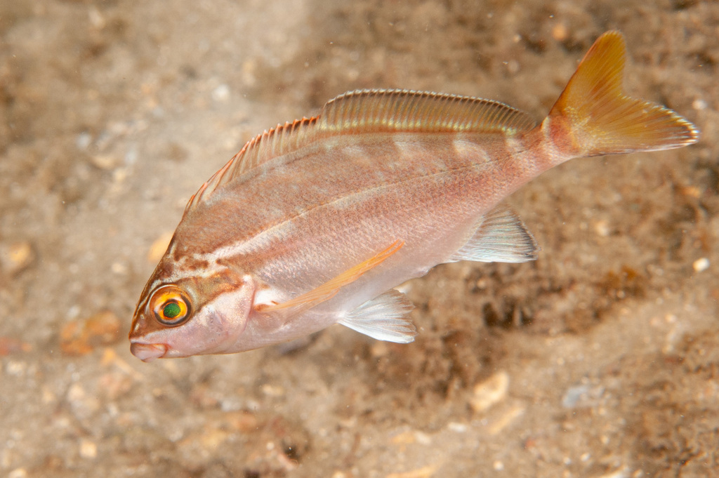 Red Morwong (Fishes of Chowder Bay, Sydney, Australia) · iNaturalist