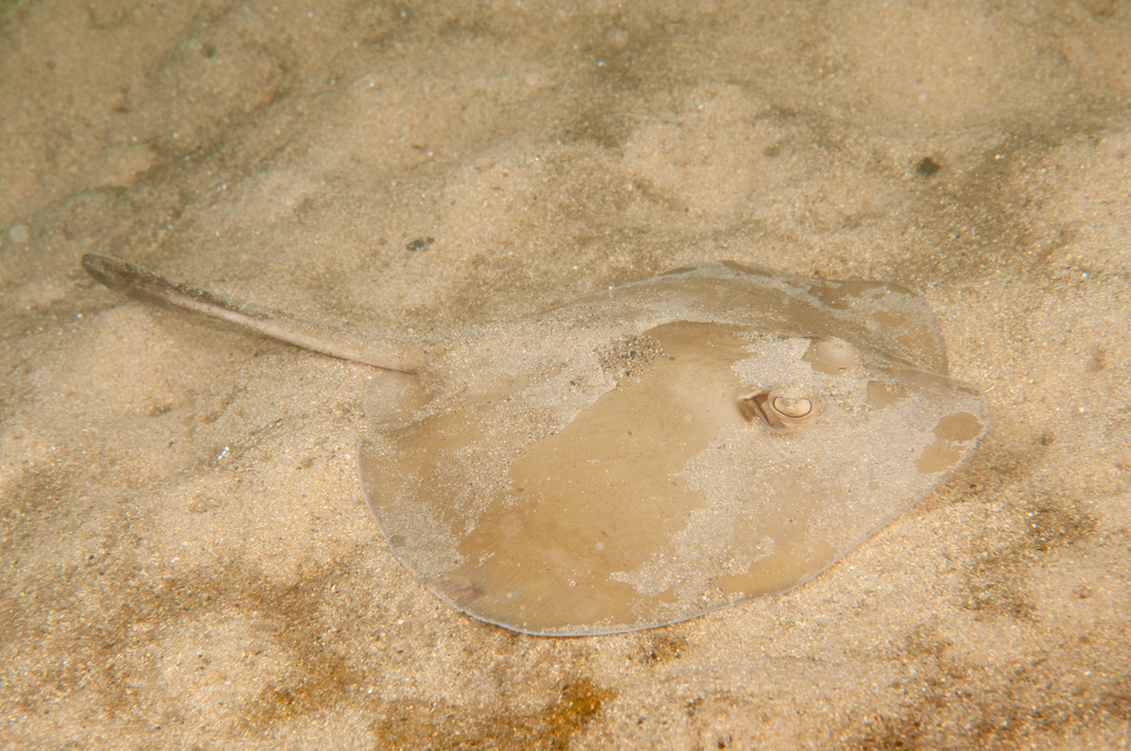 Common Stingaree (Fishes of Chowder Bay, Sydney, Australia) · iNaturalist