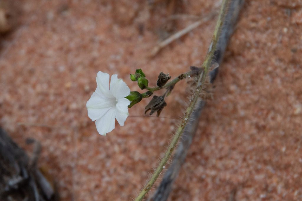 bindweed family from Unincorp. Far North, South Australia, Australia on ...