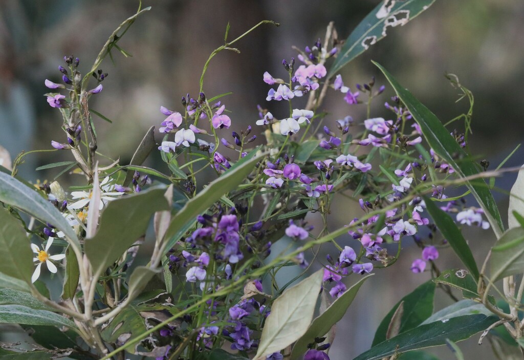 Twining Glycine from Dangarsleigh NSW 2350, Australia on October 18 ...