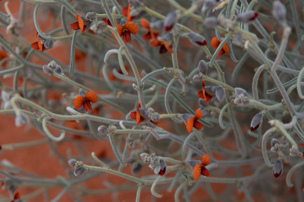 Wheeler's lamb-poison (Isotropis wheeleri) - Botanical Realm