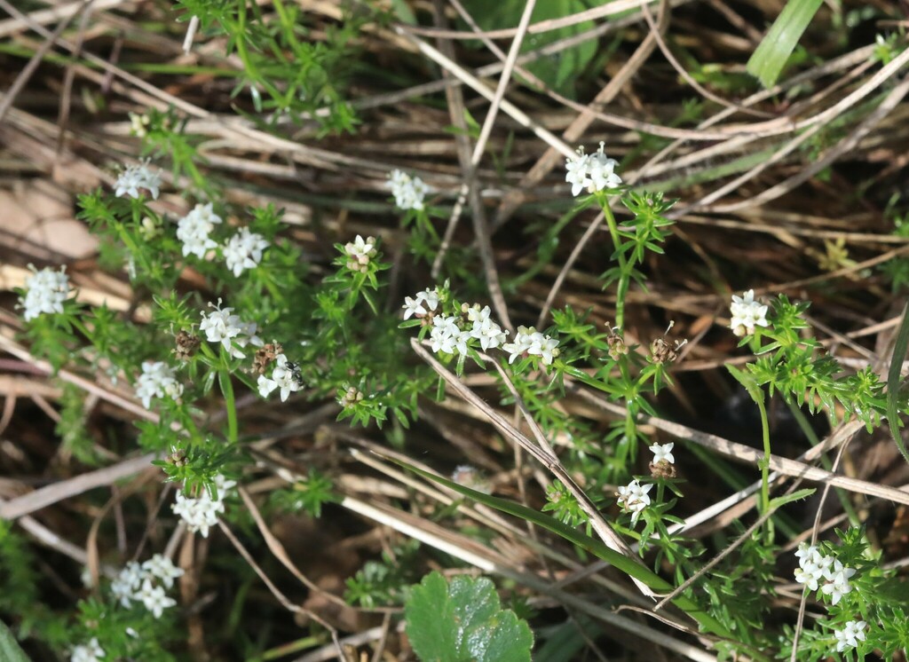 Common Woodruff from Dangarsleigh NSW 2350, Australia on October 18 ...