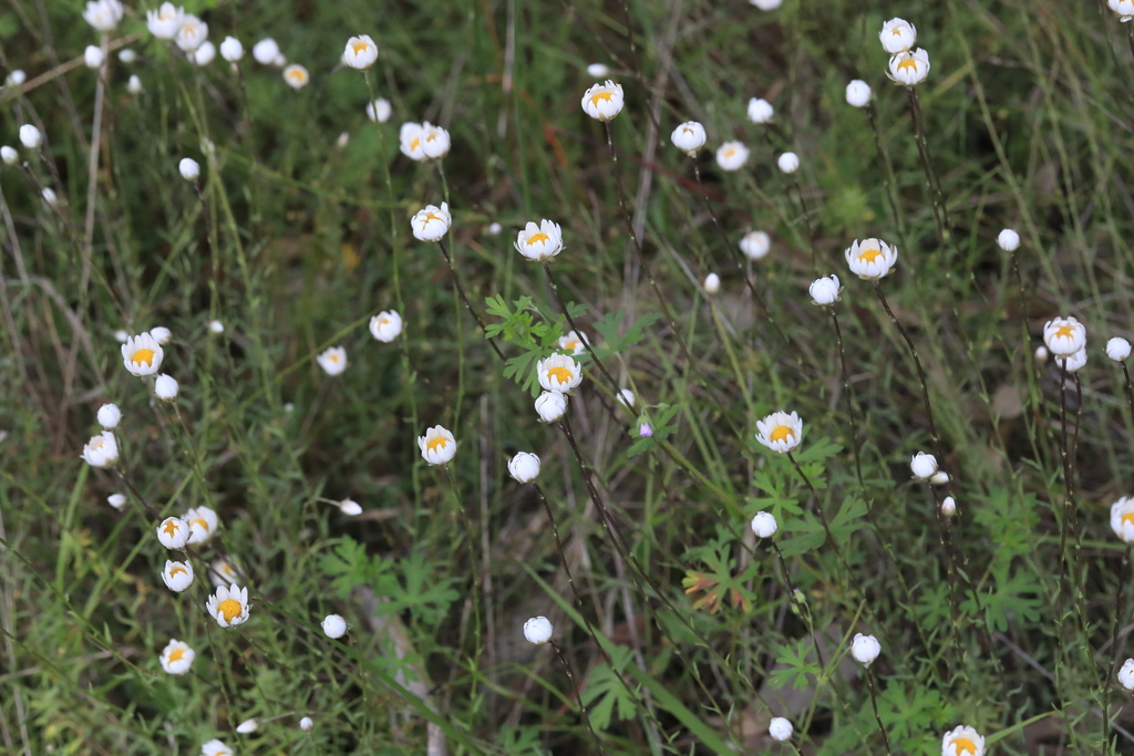 Chamomile Sunray from Dangarsleigh NSW 2350, Australia on October 18, 2022 at 08:32 AM by Adrian ...