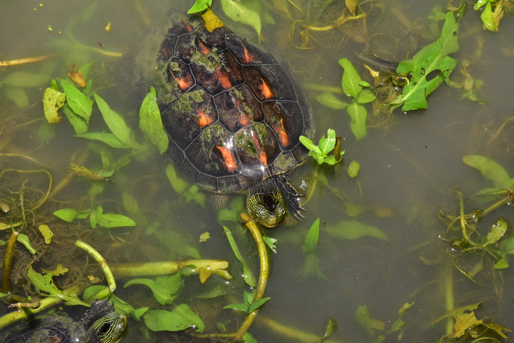 Common thread turtle from 台灣台北 on October 02, 2022 at 04:29 PM by Yung ...