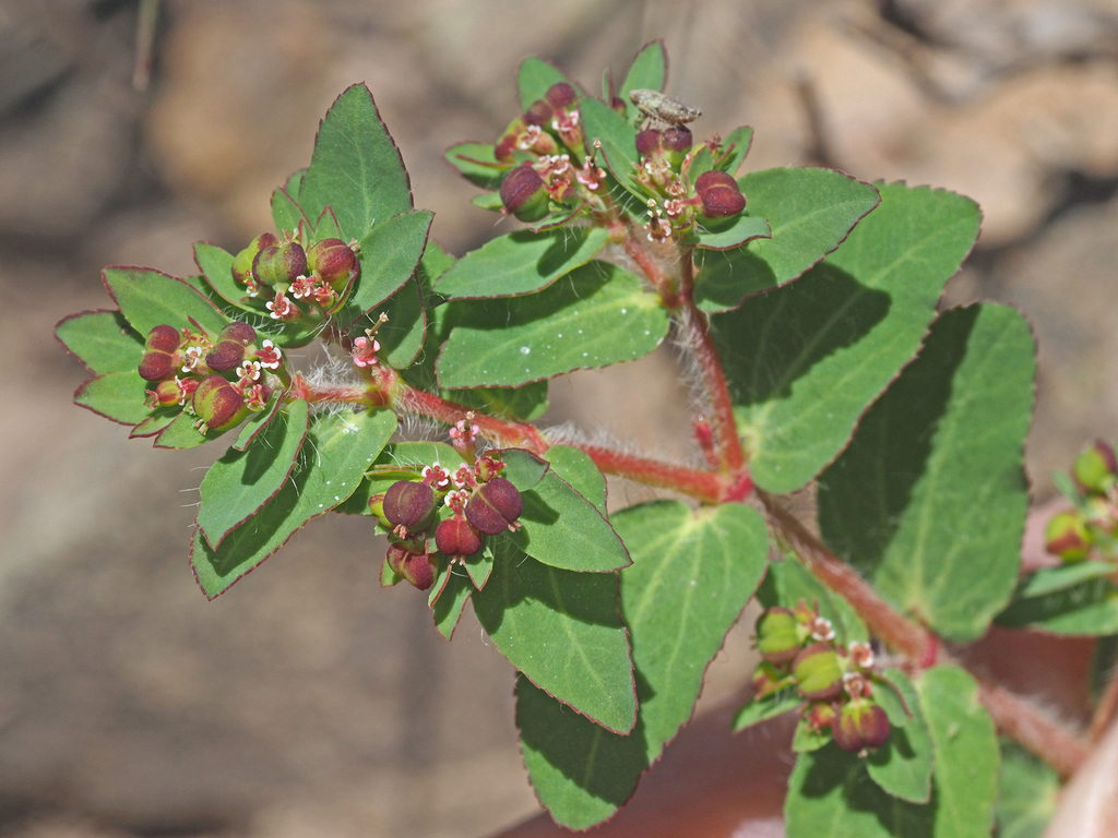 Wormseed Sandmat from R712, Witsieshoek,Thabo Mofutsanyane, Free State ...