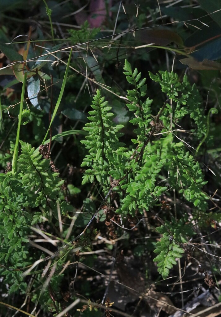 cloak fern from Mihi NSW 2358, Australia on October 18, 2022 at 10:00 ...