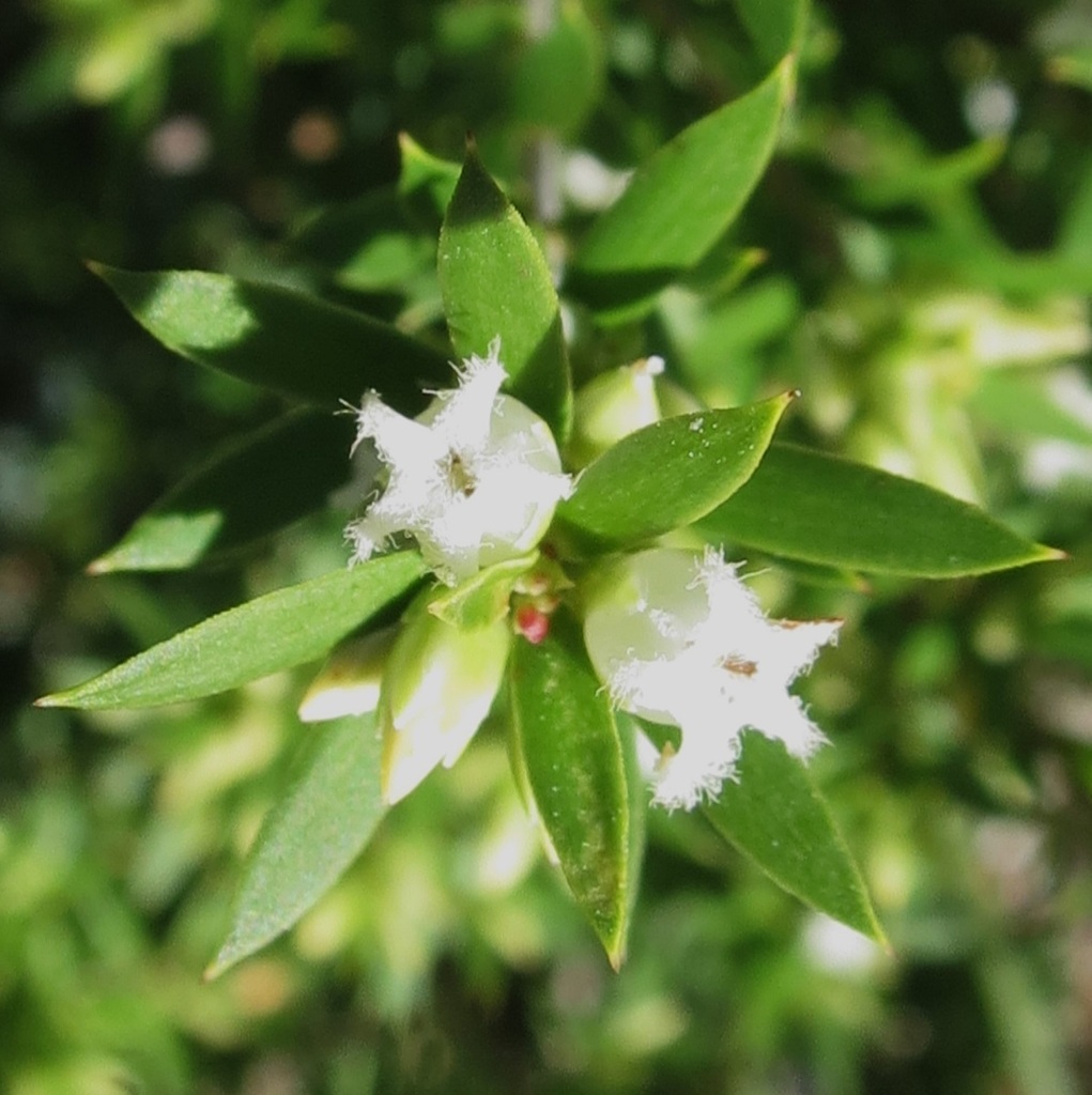 Styphelia leptospermoides from Sunshine Coast QLD, Australia on August ...
