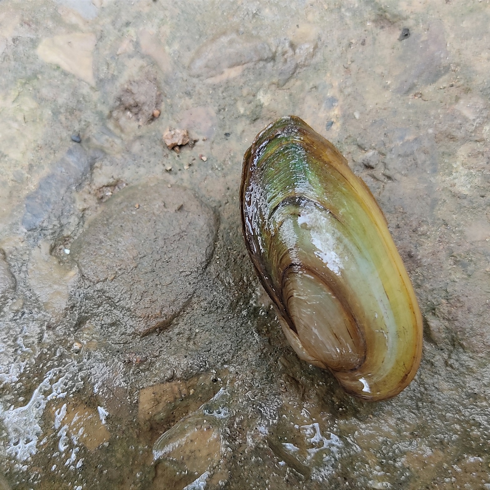 Unio mancus Lamarck, 1819