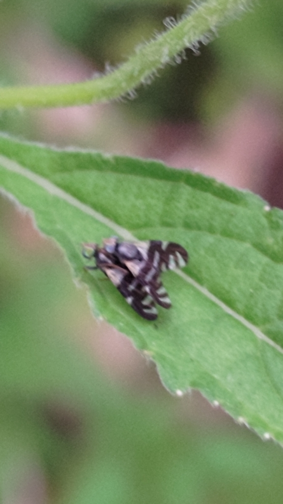 Sphaeniscus atilius from 557台灣南投縣竹山鎮JMW7+C6 on October 24, 2022 at 05: ...
