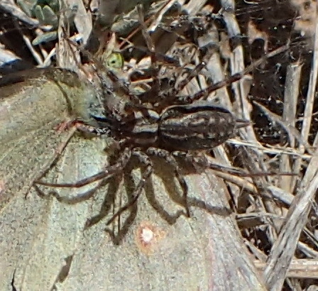 Funnel Weavers from John's Way Ranch, Randall County, TX, USA on April ...