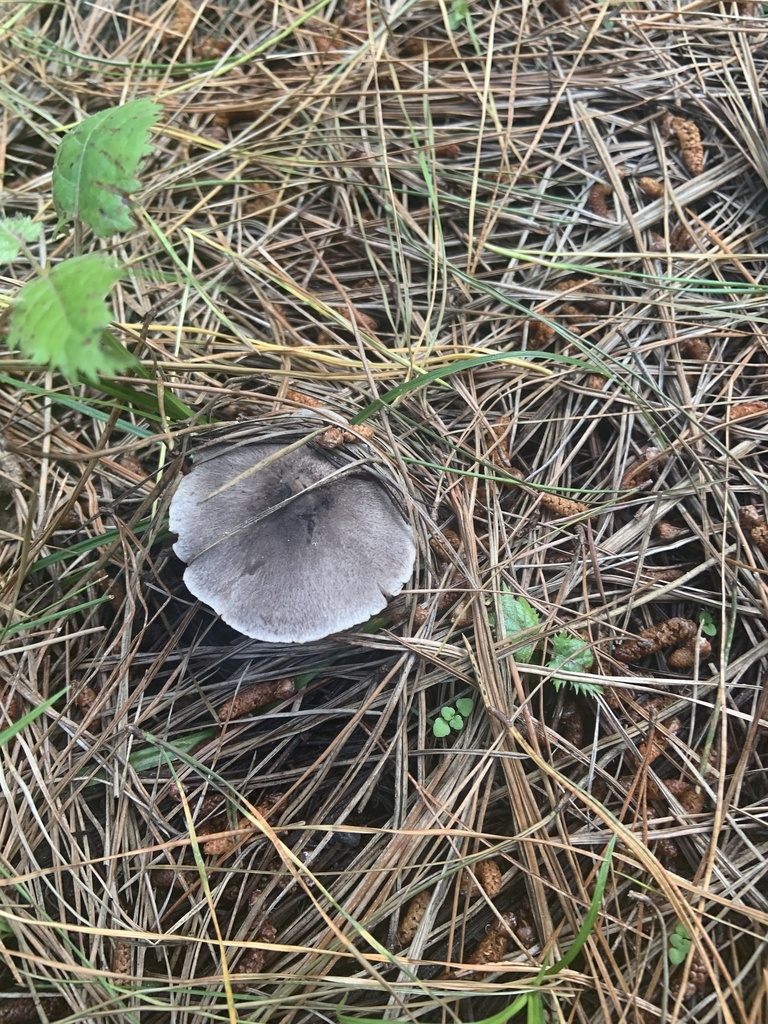 Grey Knight from Te Ika-a-Māui/North Island, Ruakituri, Hawke's Bay, NZ ...