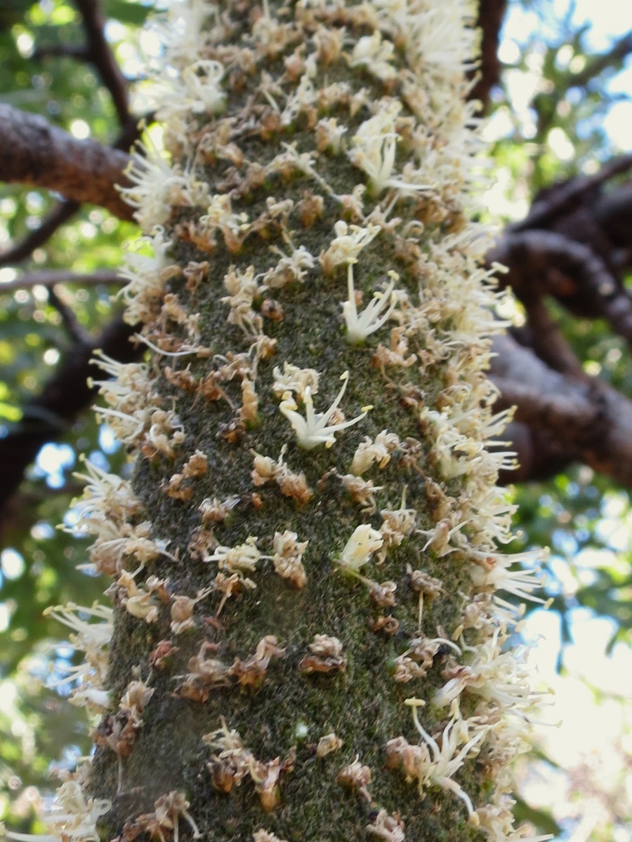Xanthorrhoea fulva (A.T.Lee) D.J.Bedford
