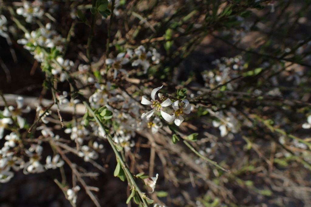 Spiny Greasebush from John's Way Ranch, Randall County, TX, USA on ...