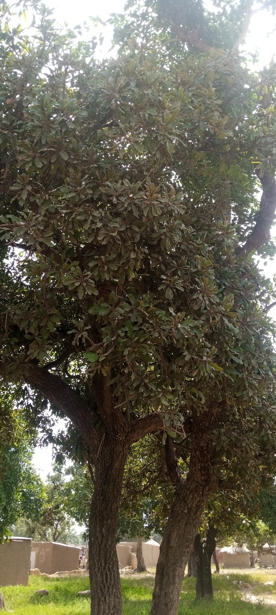 Vitellaria paradoxa C.F.Gaertn.