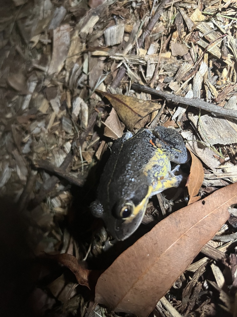 Northern Banjo Frog from McIntosh Creek Rd, Jones Hill, QLD, AU on ...