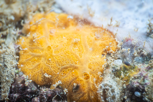 Clathria menoui · iNaturalist