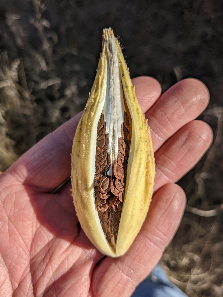 common milkweed from Cambridge, ON N1R 5S5, Canada on October 10, 2022 ...