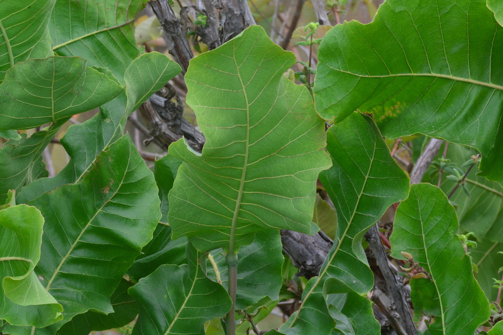 Sandpaper tree from Monte Horebe - PB, Brasil on October 23, 2022 at 09 ...