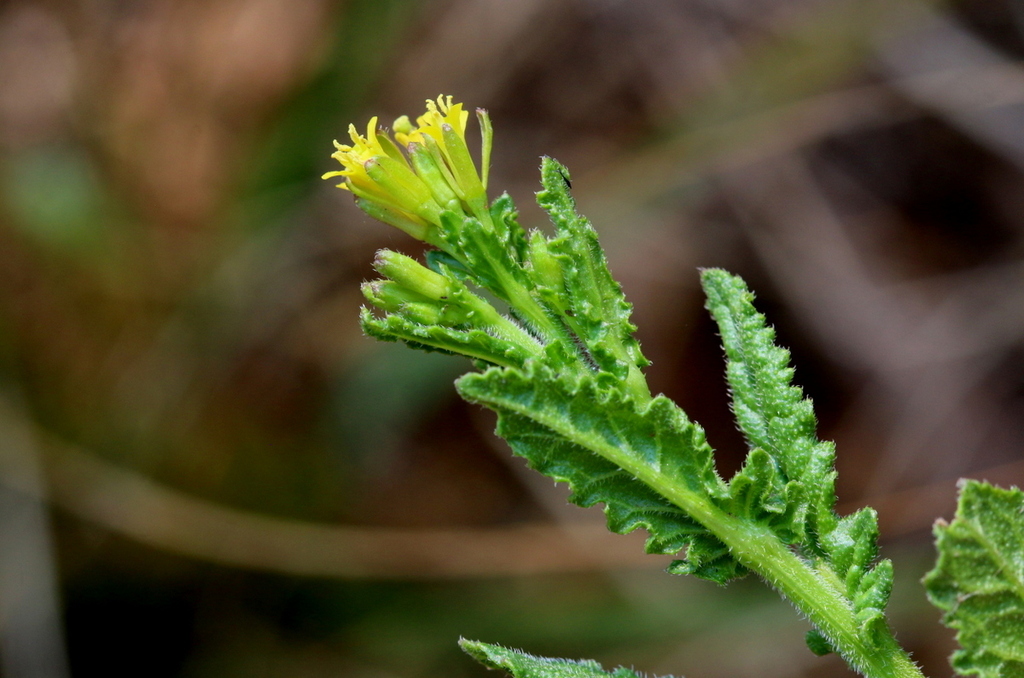 African Turnip from Rietvallei 377-Jr, Pretoria, 0181, South Africa on ...