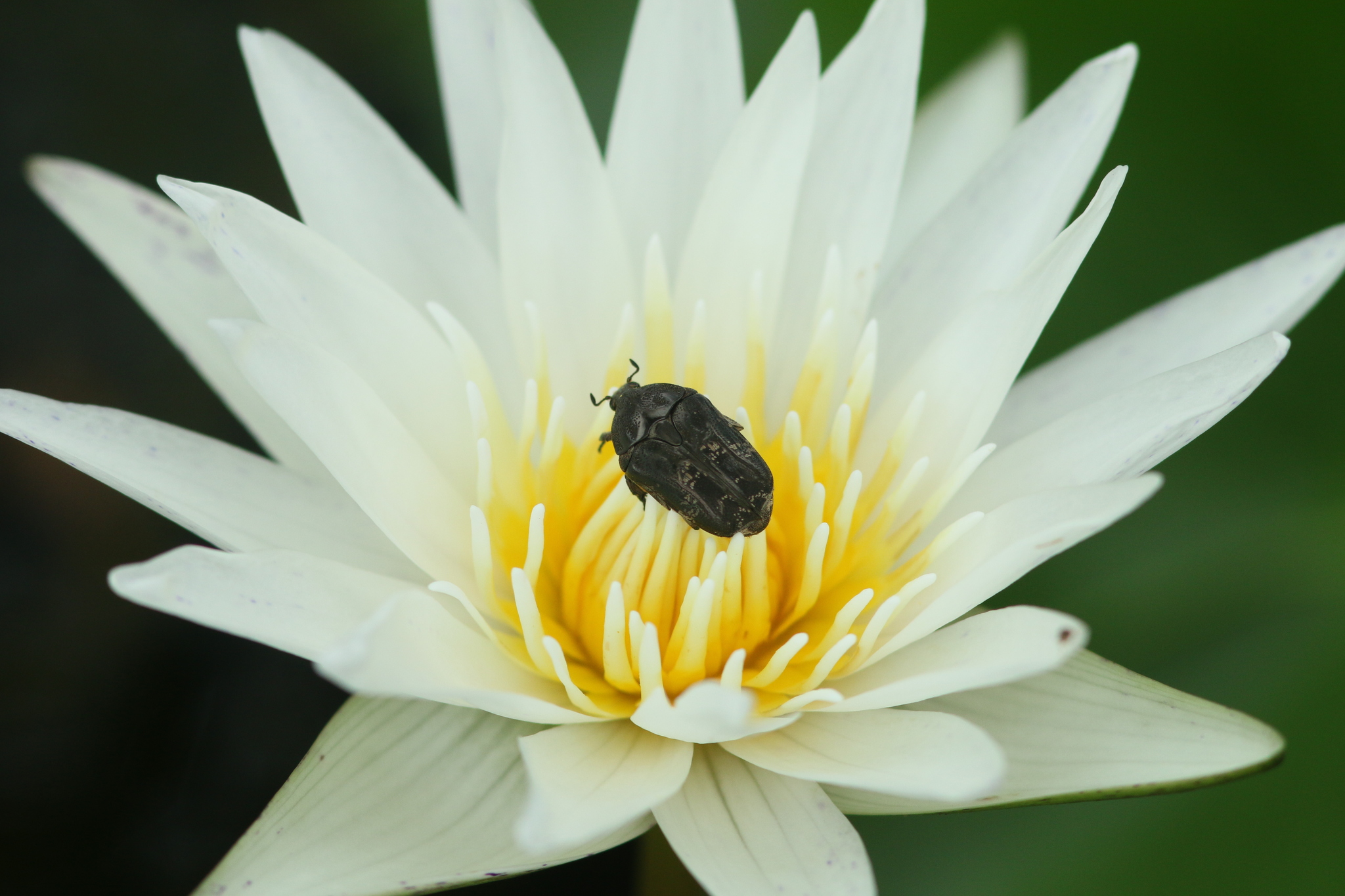 Protaetia acuminata (Fabricius, 1775)