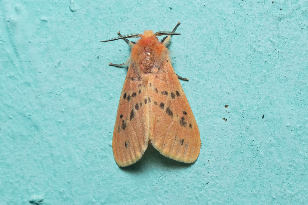Lemyra alikangensis from Guangdong, CN on October 23, 2022 at 08:01 PM ...