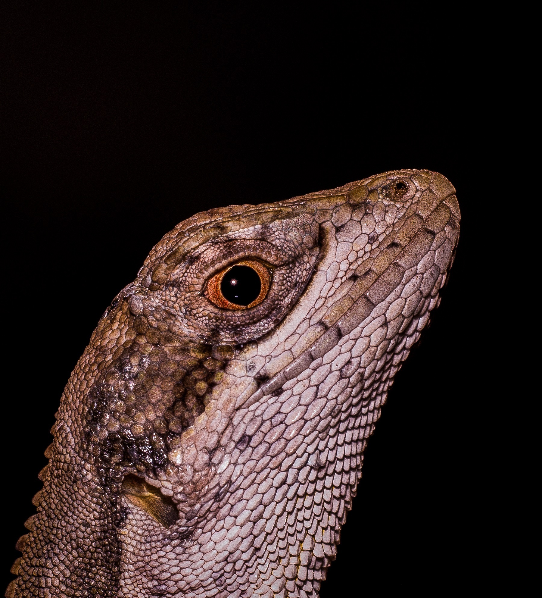 Enyalius bilineatus (Duméril & Bibron, 1837)