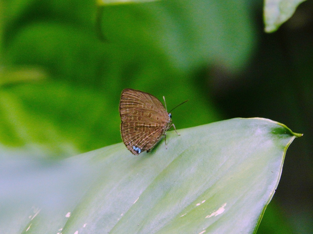 Oakblues from Botanic Gardens, Penang, Malaysia on October 24, 2022 at ...