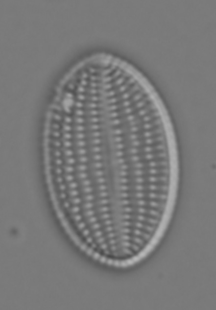 Cocconeis euglypta Ehrenberg, 1854