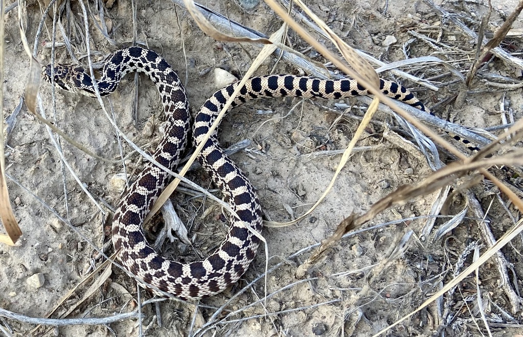 Gopher Snake from CR-152, Culbertson, MT, US on October 11, 2022 at 05: ...