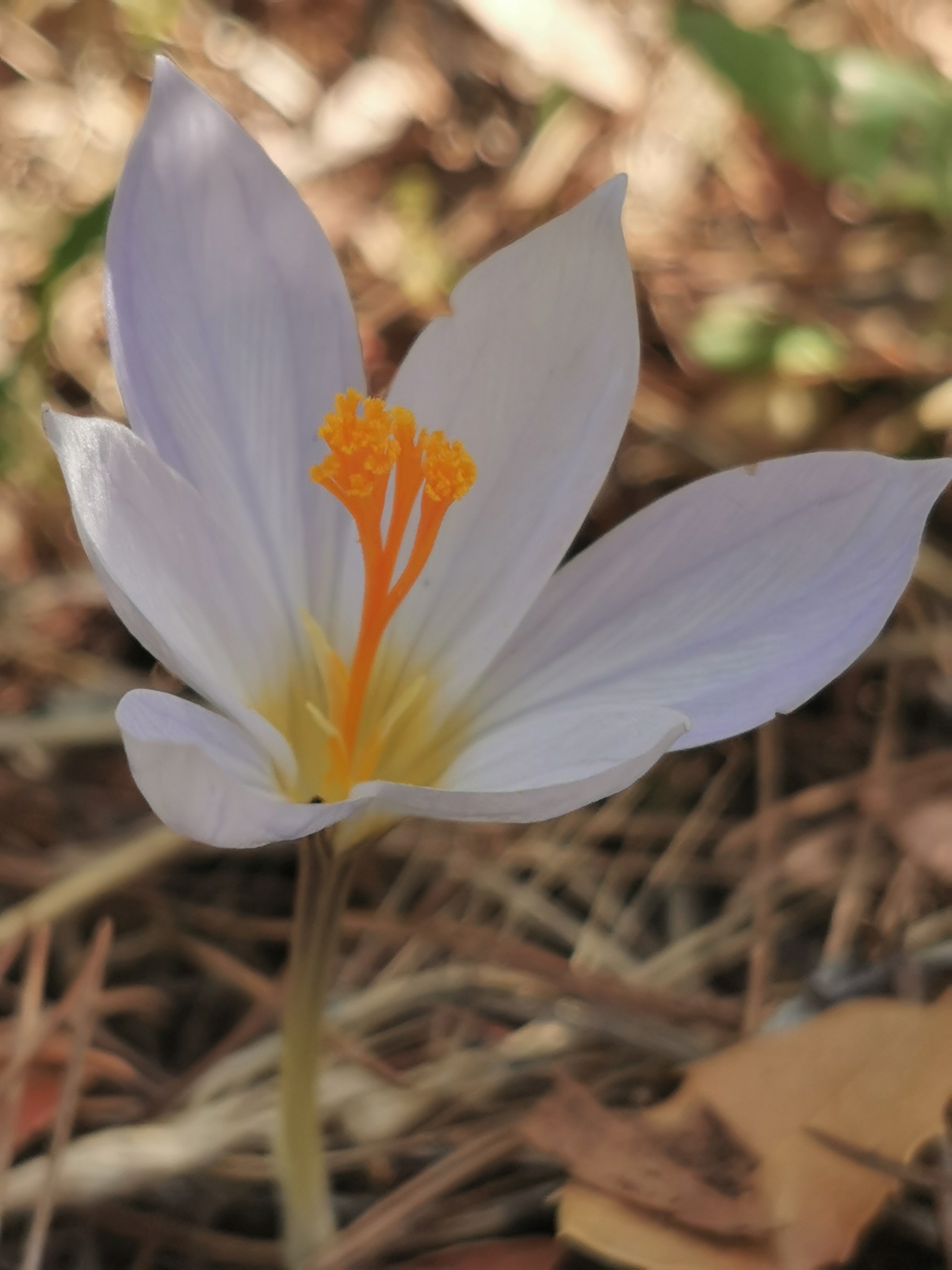Crocus laevigatus Bory & Chaub.