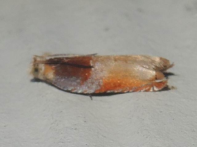 Two-toned Ancylis Moth from Jamaica Bay Wildlife Refuge, Queens, NY ...